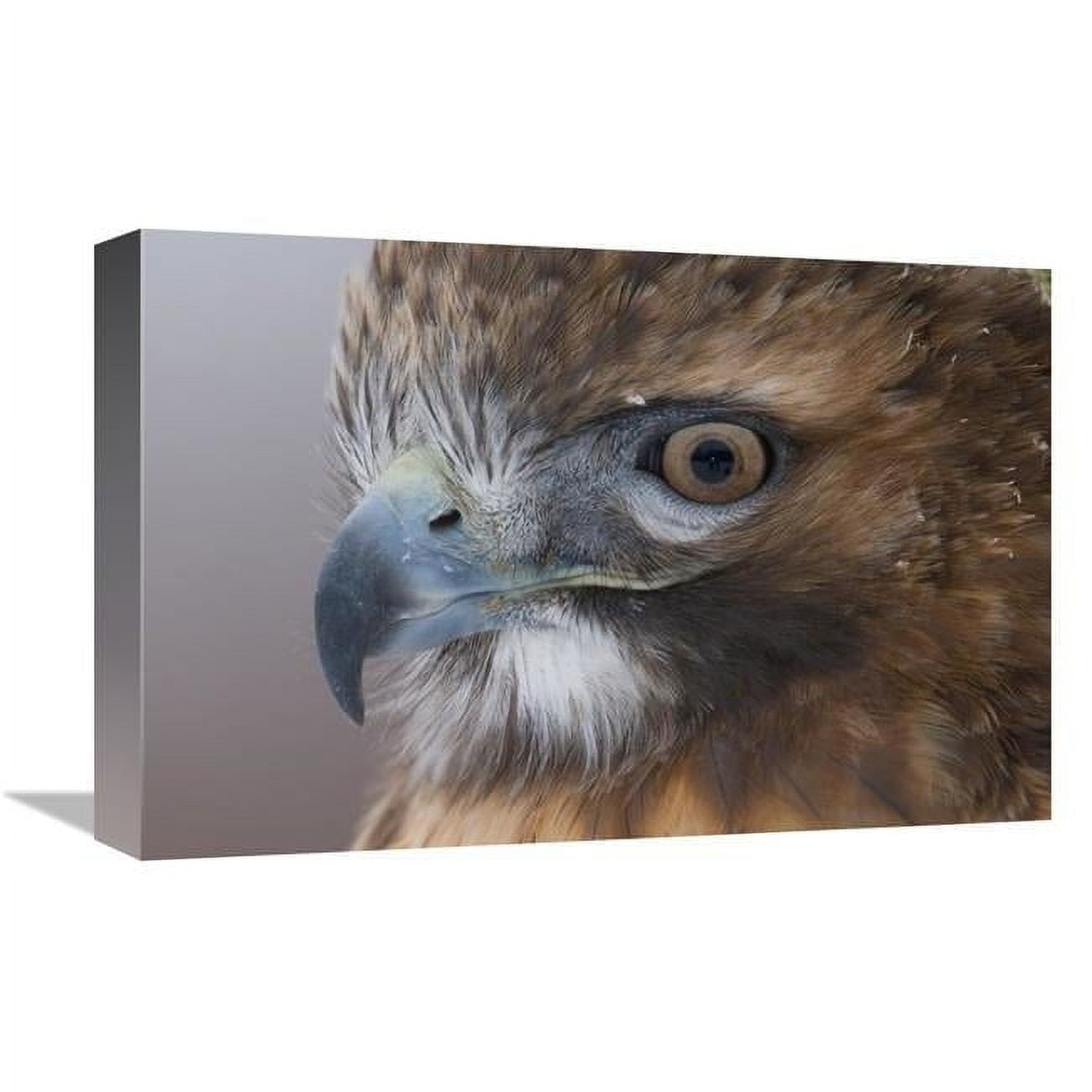 12 x 18 in. Red-Tailed Hawk, Howell Nature Center, Michigan Art Print ...