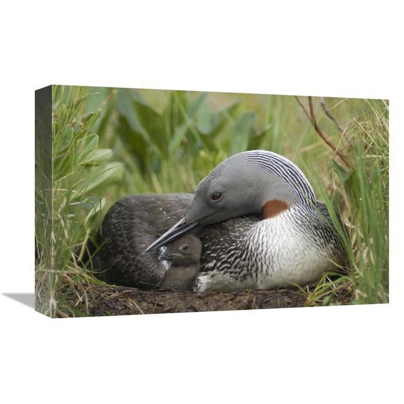 12 x 18 in. Red-Throated Loon with Day Old Chick on Nest, Alaska Art ...
