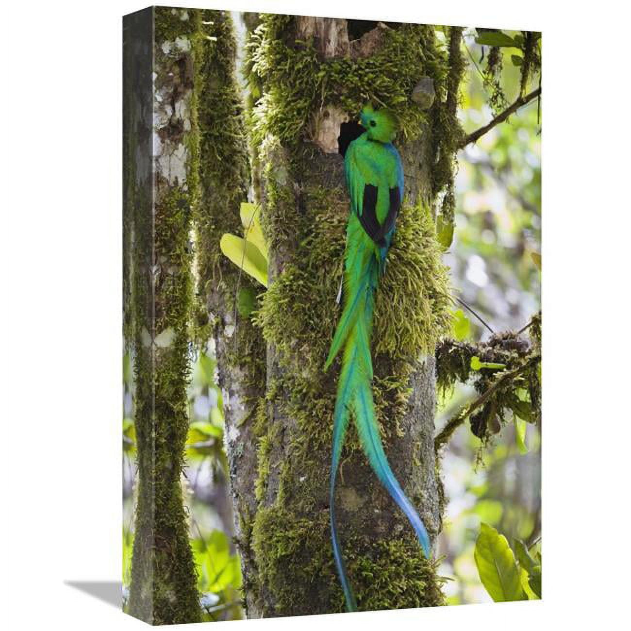 12 x 18 in. Resplendent Quetzal Male At Nest, Costa Rica Art Print ...
