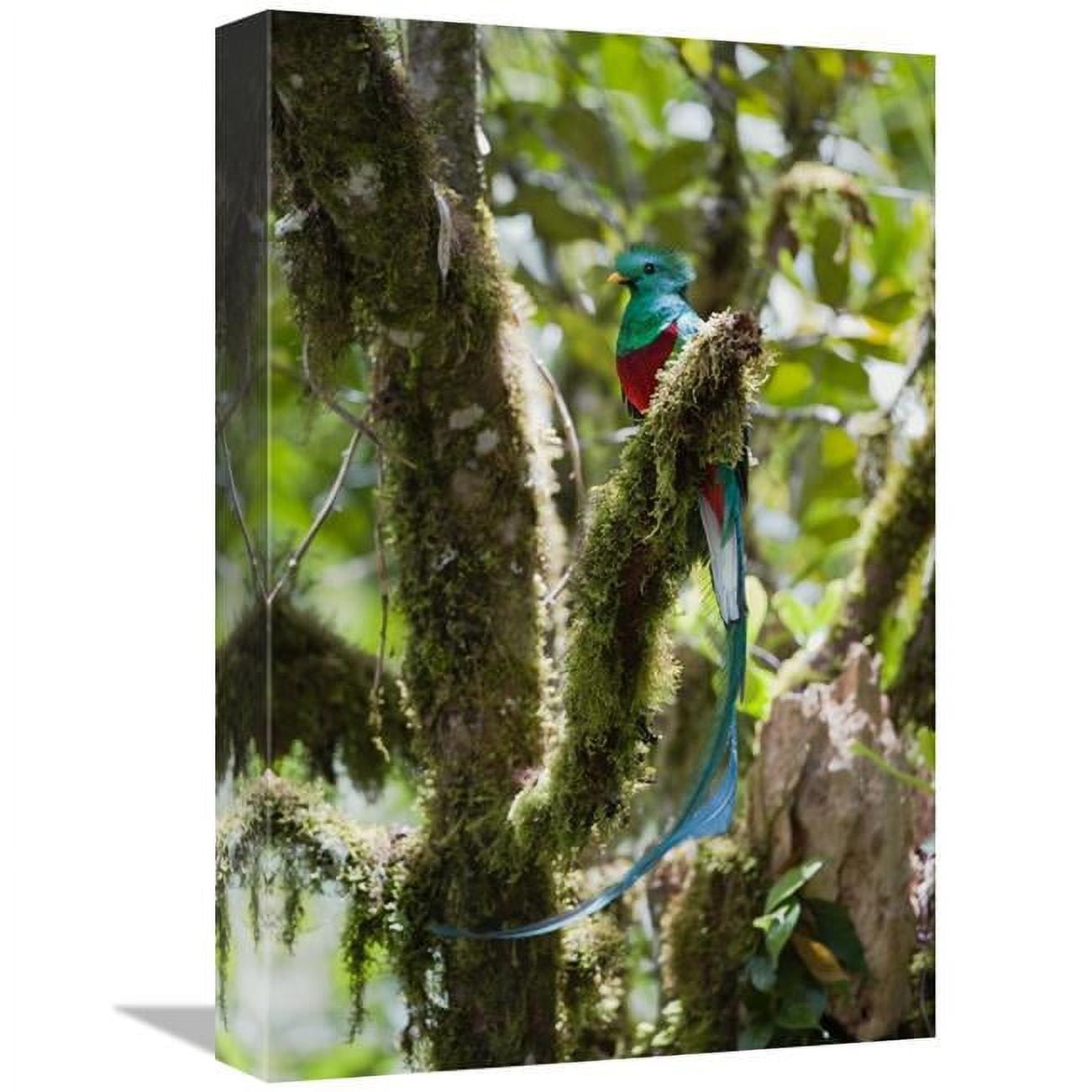 12 x 18 in. Resplendent Quetzal Male, Costa Rica Art Print - Konrad ...
