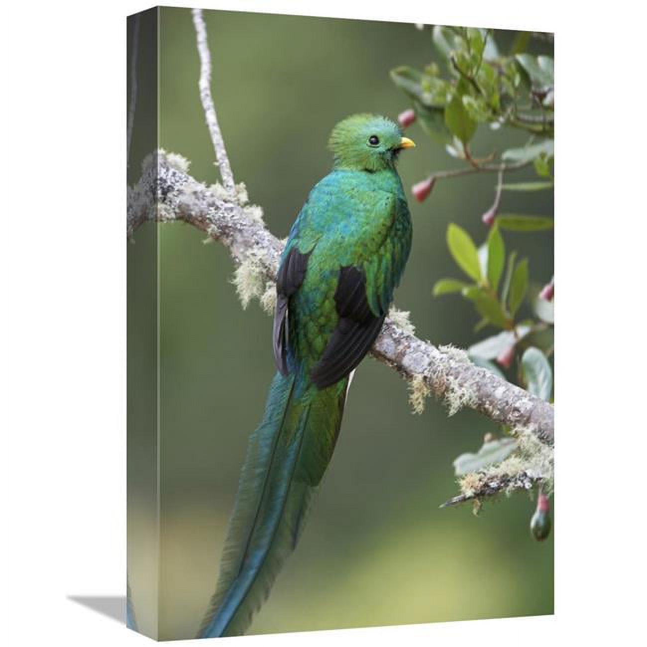 12 x 18 in. Resplendent Quetzal Male, Costa Rica Art Print - Tim ...