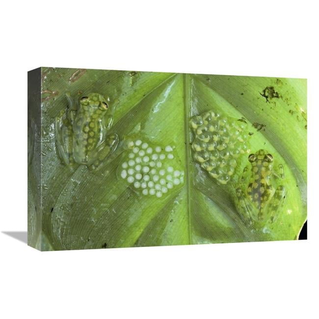 12 x 18 in. Reticulated Glass Frogs Guarding Two Clutches of Eggs, Each ...