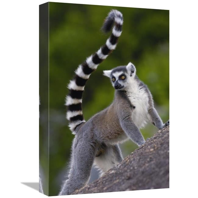 12 x 18 in. Ring-Tailed Lemur Portrait on Rocks in the Andringitra ...