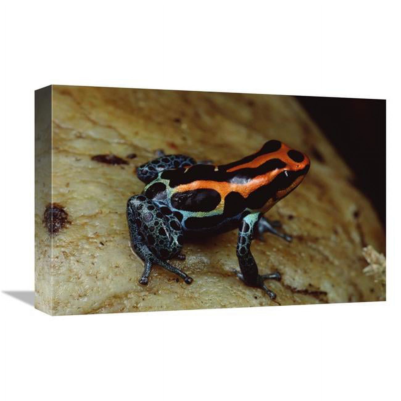 12 x 18 in. Rio Madeira Poison Frog, Peruvian Lowlands Art Print - Mark ...