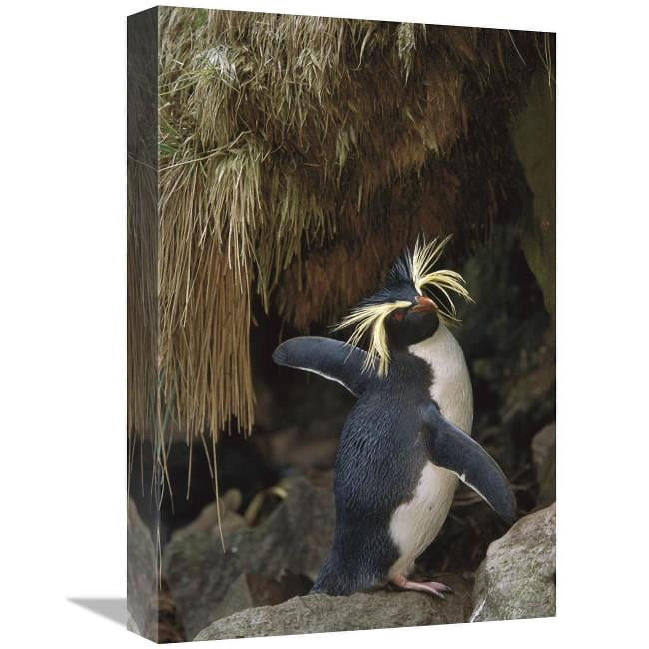 12 x 18 in. Rockhopper Penguin Spreading Its Wings, Gough Island, South ...