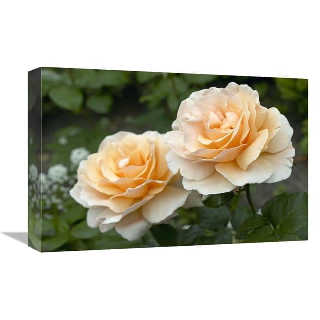 12 x 18 in. Rose Just Joey Variety Flowers Art Print - Visionspictures ...