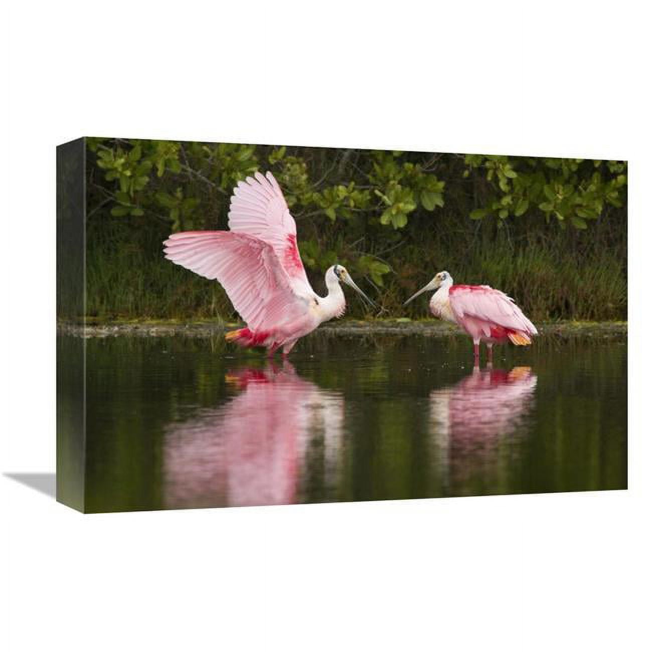 12 x 18 in. Roseate Spoonbill Pair Courting, Merritt Island National ...