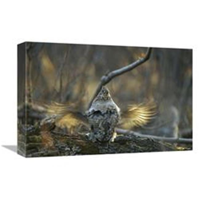 12 x 18 in. Ruffed Grouse Male Drumming During Courtship, North America ...