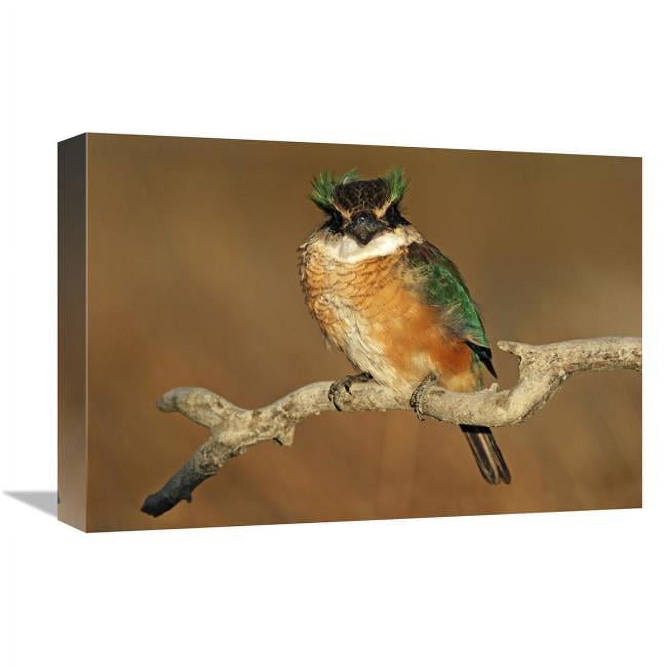 12 x 18 in. Sacred Kingfisher, Avon Heathcote Estuary, Christchurch ...