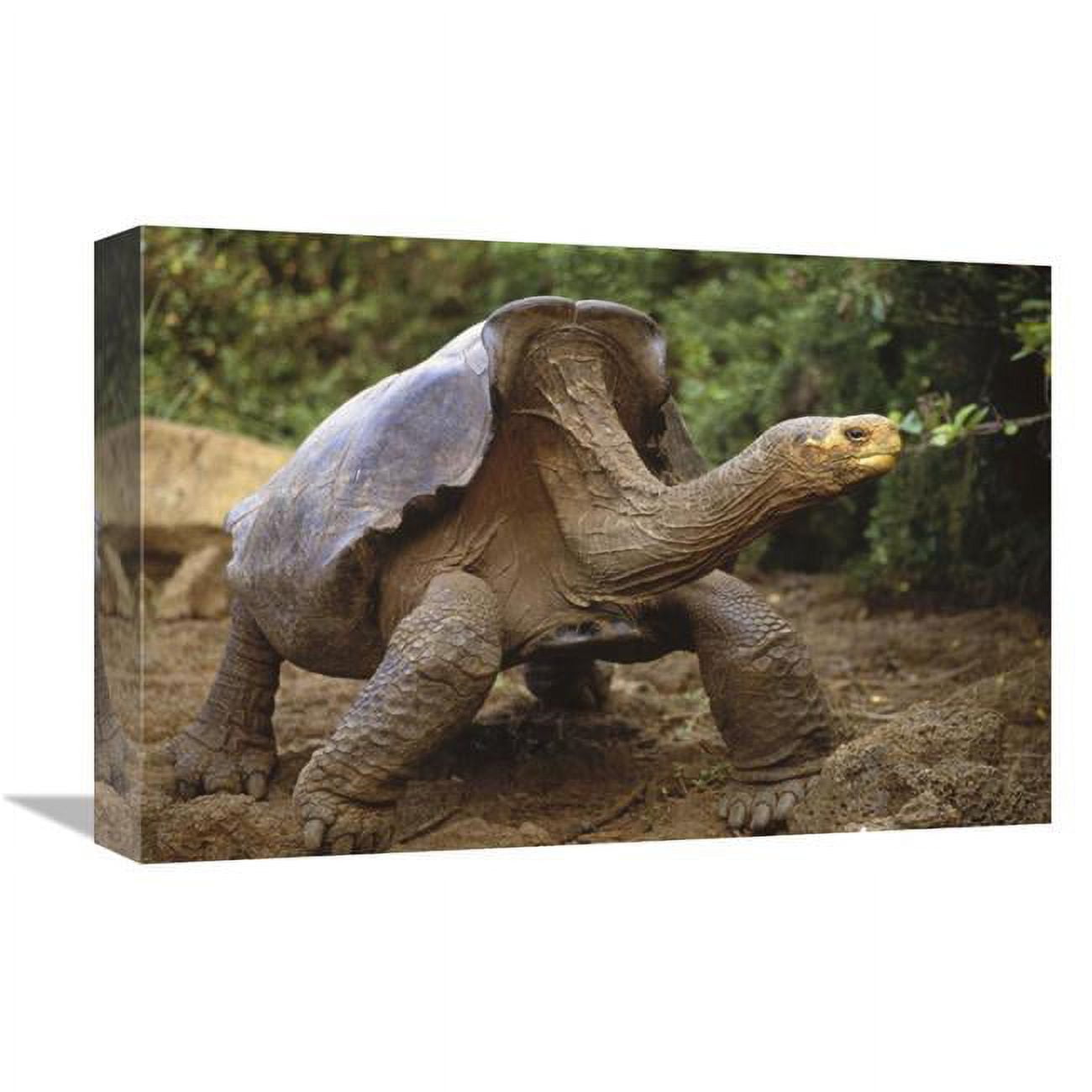 12 x 18 in. Saddleback Galapagos Tortoise Male, Galapagos Islands ...