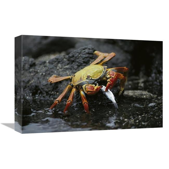 12 x 18 in. Sally Lightfoot Crab Feeing on Young Mullet, Galapagos ...