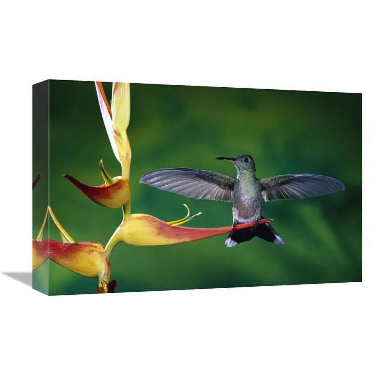 12 x 18 in. Scaly-Breasted Hummingbird Near A Heliconia Flower in ...
