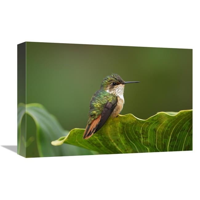 12 x 18 in. Scintillant Hummingbird Female, Costa Rica Art Print ...