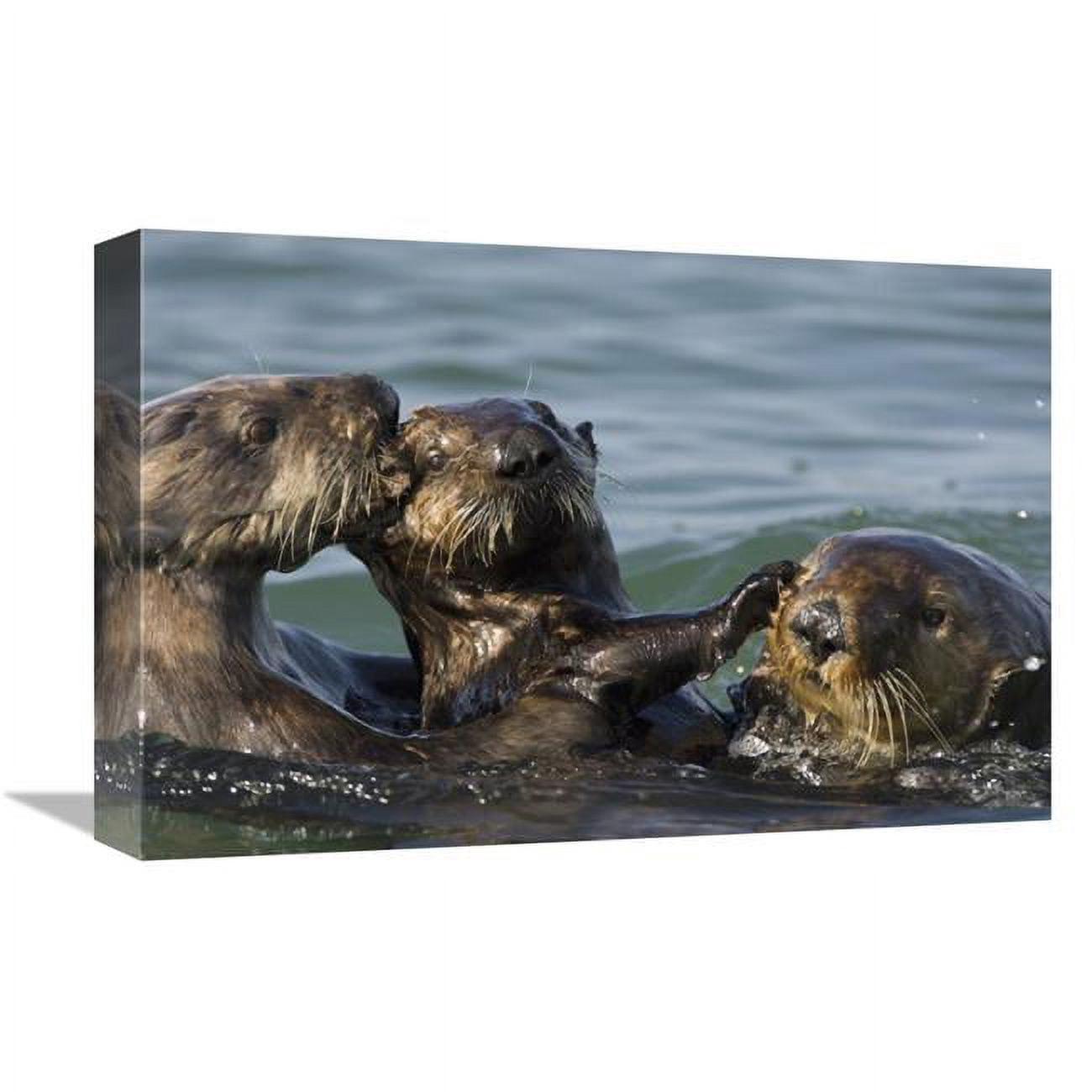 12 x 18 in. Sea Otter Bachelor Male Chasing Mother with Three to Six ...