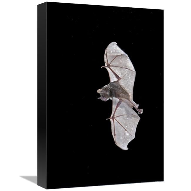 12 x 18 in. Sebas Short-Tailed Bat Flying, Michigan Art Print - Steve ...