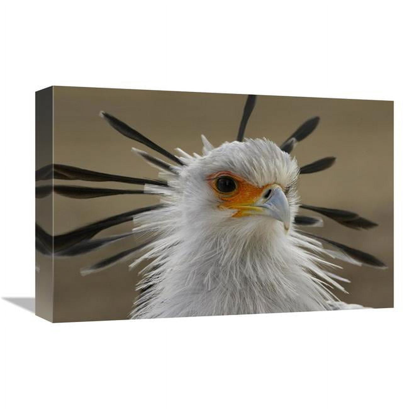 12 x 18 in. Secretary Bird Portrait, Native to Africa Art Print - San ...