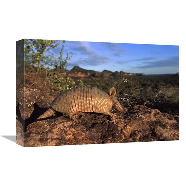 12 x 18 in. Seven-Banded Armadillo, Cerrado, Brazil Art Print - Pete Oxford - Walmart.com