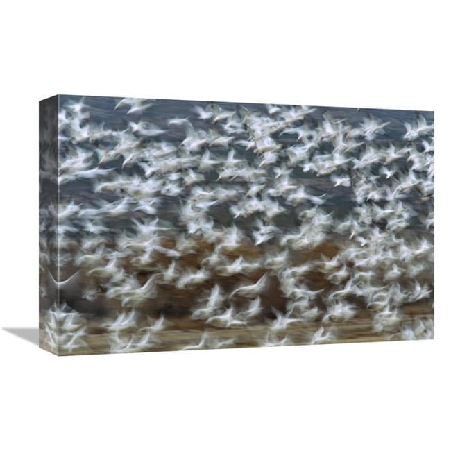 12 x 18 in. Snow Goose Flock Taking Flight, Bosque Del Apache National ...