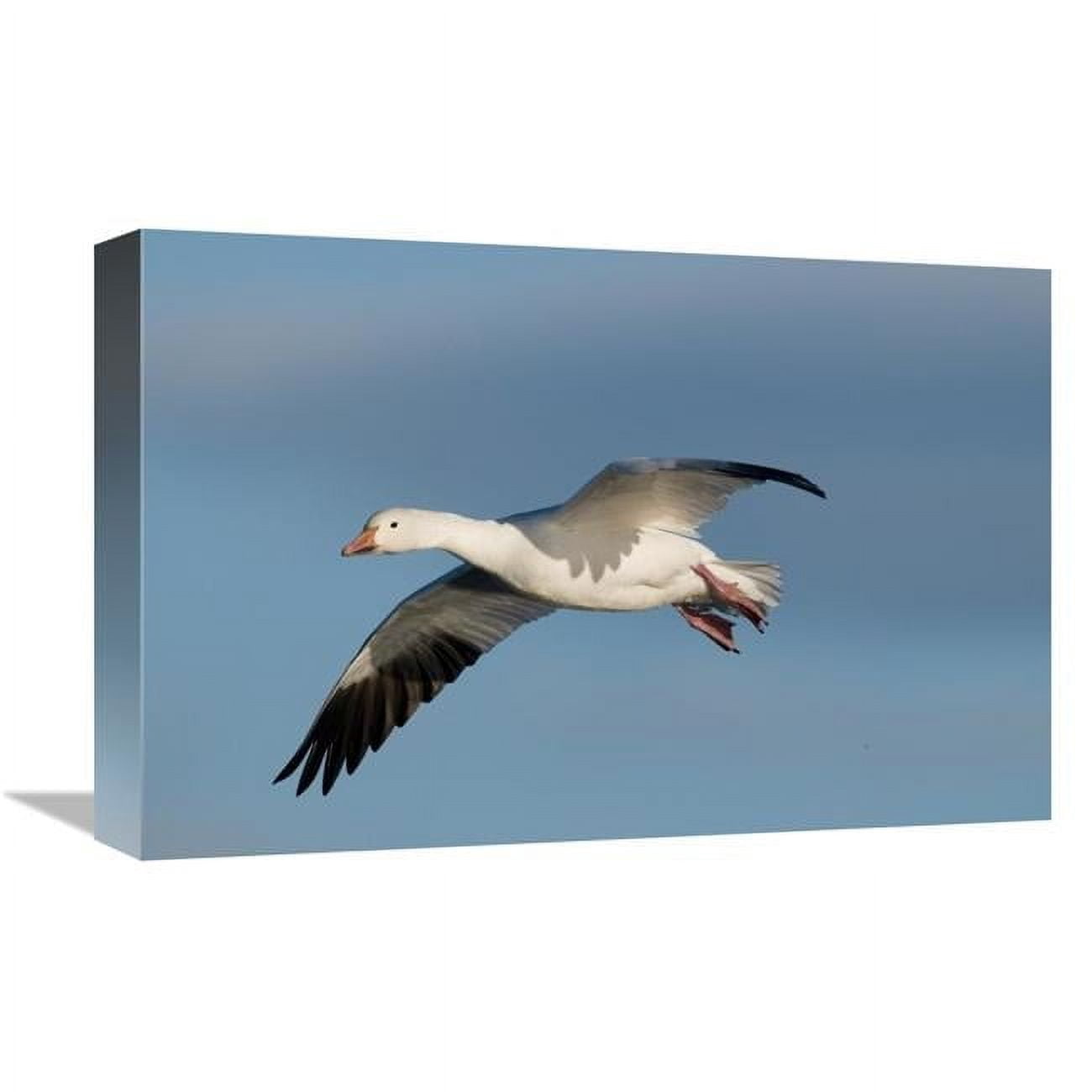 12 x 18 in. Snow Goose Flying, Bosque Del Apache National Wildlife ...