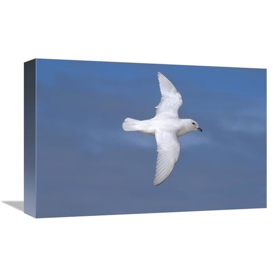 12 x 18 in. Snow Petrel Flying Near Enderby Island, New Zealand Art ...