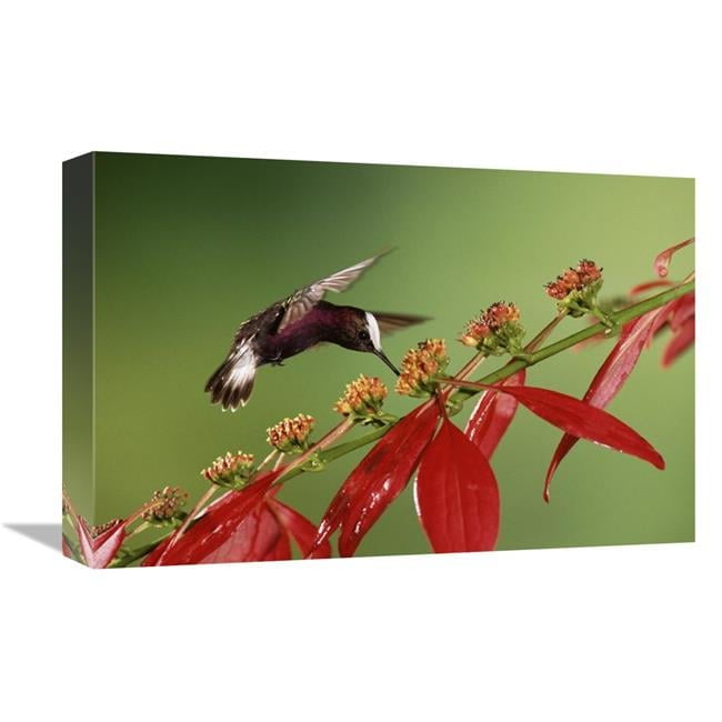 12 x 18 in. Snowcap A Hummingbird, Feeding on Madder Flowers in ...