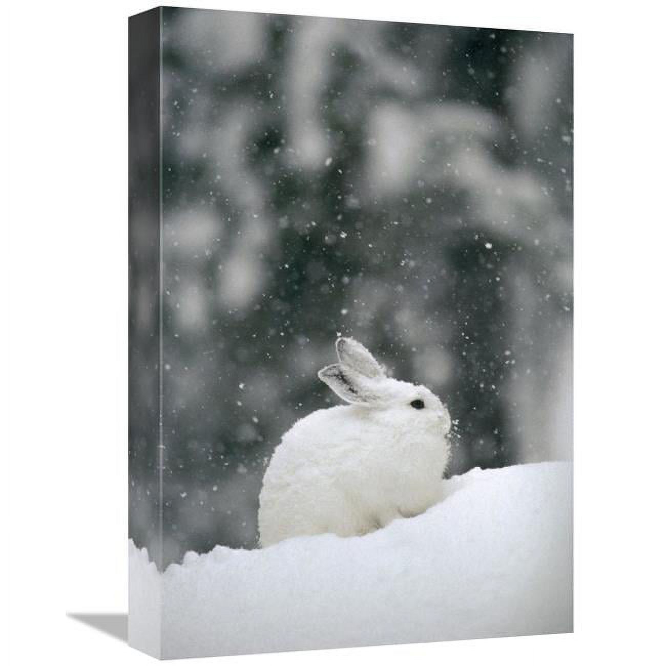 12 x 18 in. Snowshoe Hare in Snowfall, Yellowstone National Park ...