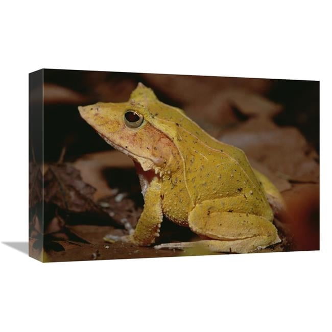 12 x 18 in. Solomon Island Leaf Frog, Woodland Park Zoo, Washington Art ...