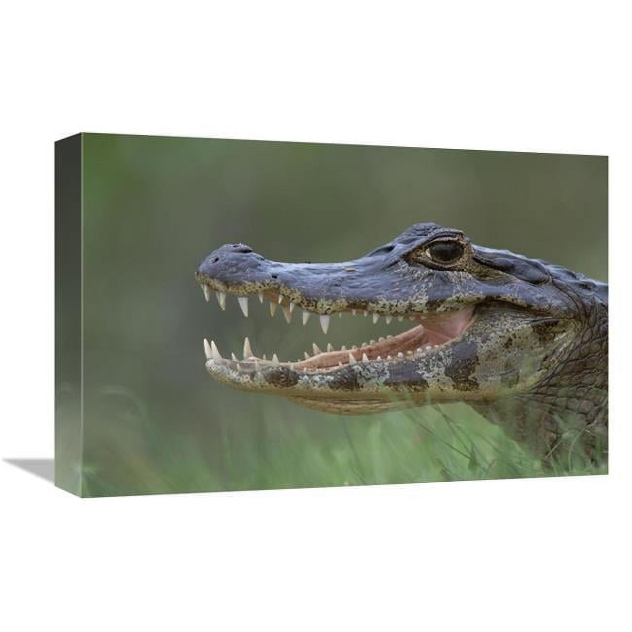 12 x 18 in. Spectacled Caiman Mouth Agape, Pantanal, Brazil Art Print ...