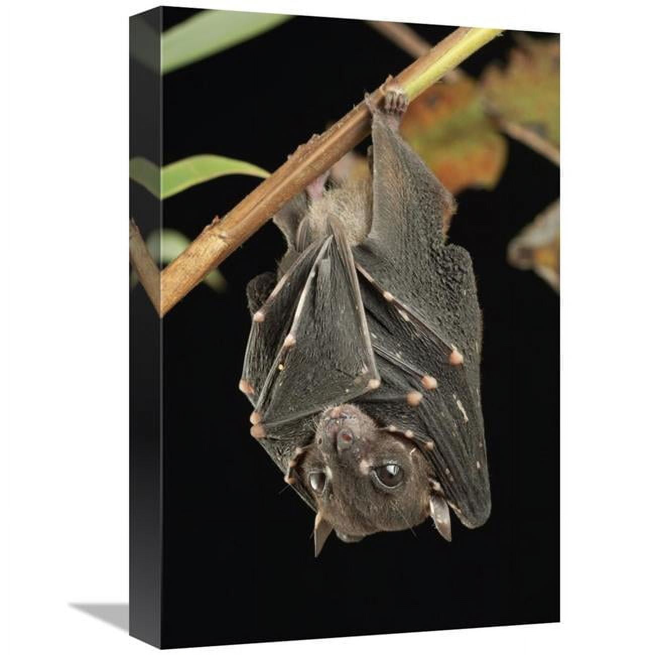 12 x 18 in. Spotted-Winged Fruit Bat Roosting, Bukit Sarang ...
