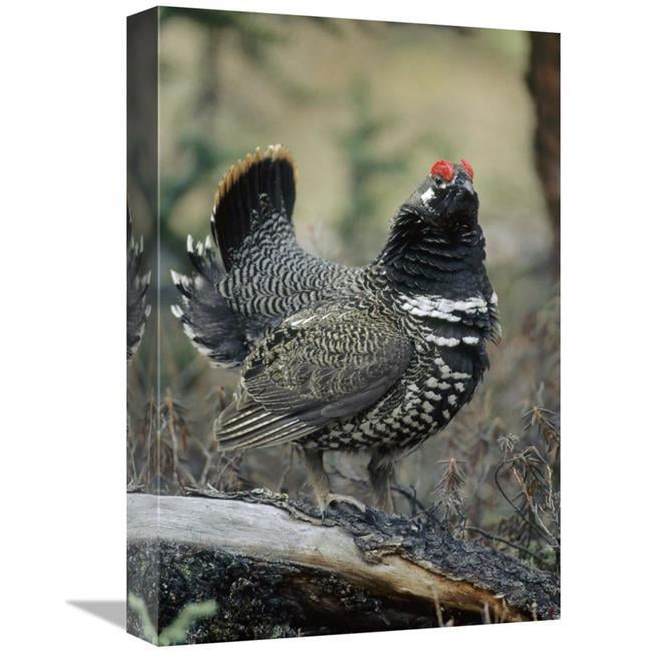 12 x 18 in. Spruce Grouse Male Courting, Alaska Art Print - Michael ...