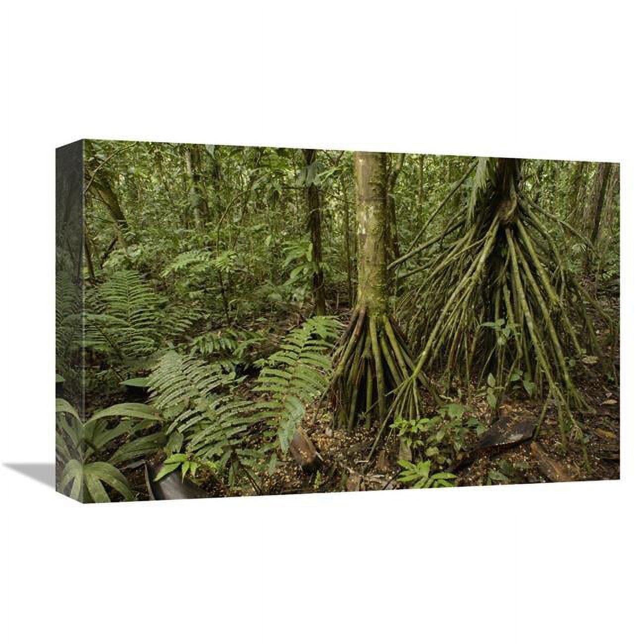 12 x 18 in. Stilt Roots on the Rainforest, Ecuador Art Print - Pete ...