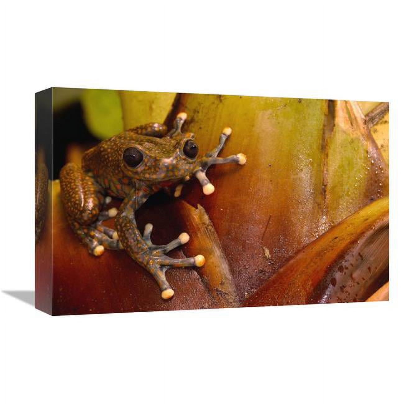 12 x 18 in. Strawberry Tree Frog Male in Cloud Forest, Carchi Province ...