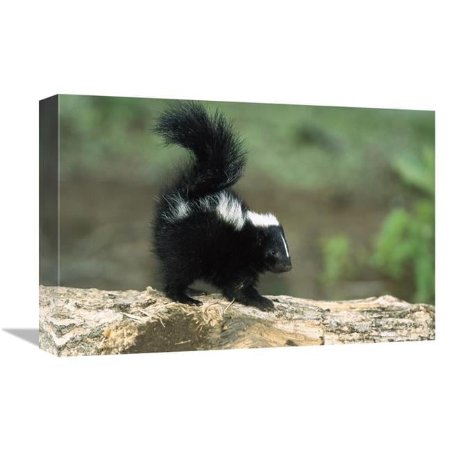 12 x 18 in. Striped Skunk Kit on Log with Raised Tail to Spray, North ...