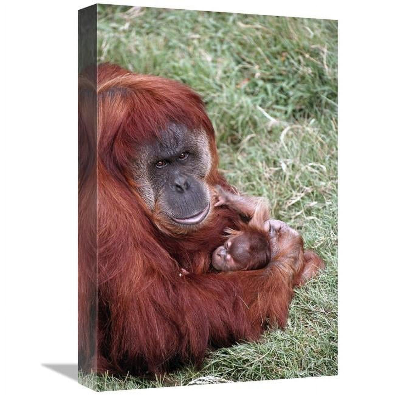 12 x 18 in. Sumatran Orangutan Mother Holding Baby, Native to Sumatra ...