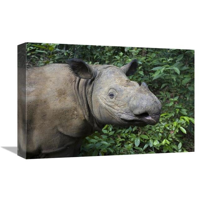 12 x 18 in. Sumatran Rhinoceros, Sumatran Rhino Sanctuary, Way Kambas ...