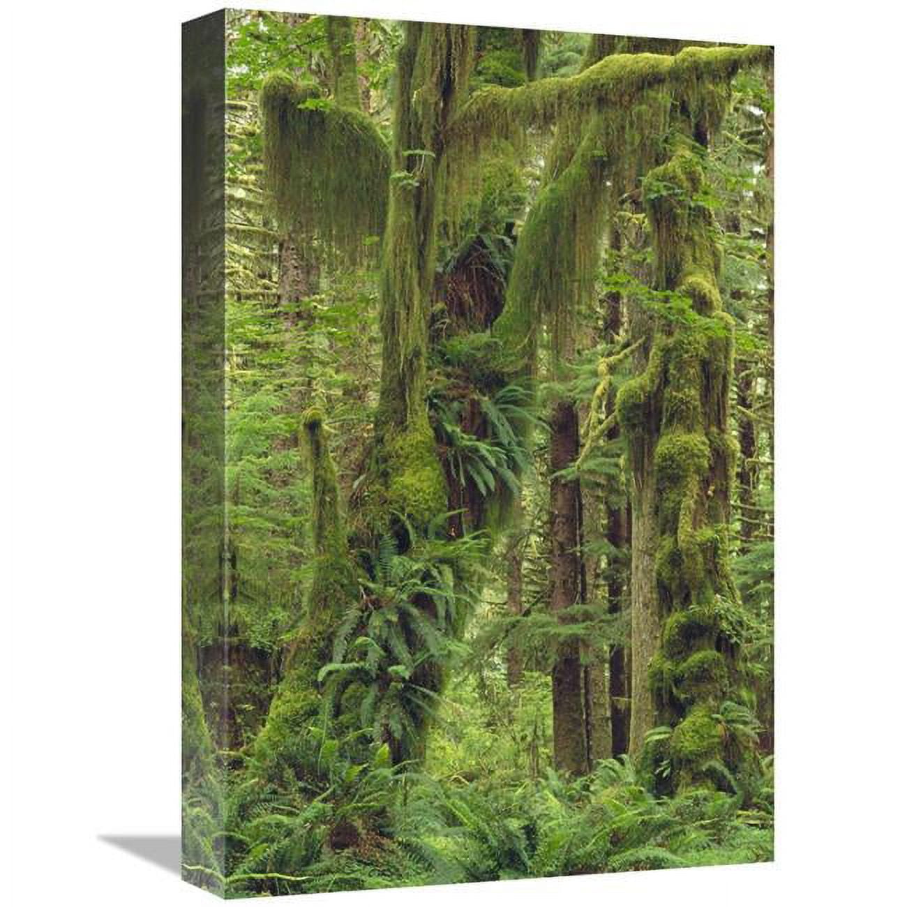 12 x 18 in. Temperate Rainforest, Queets River Valley, Olympic National ...