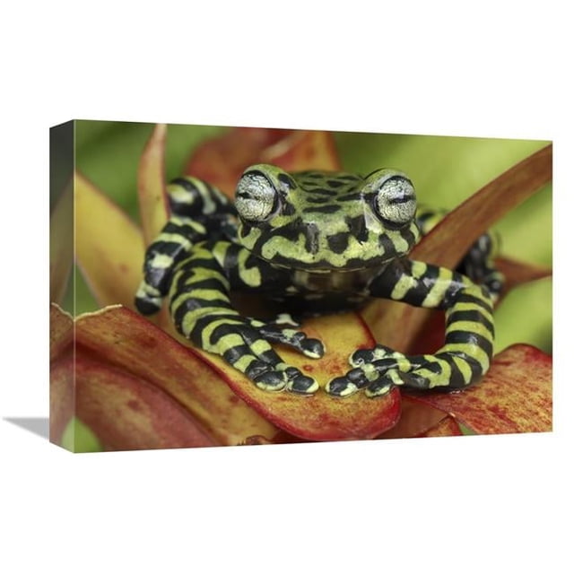 12 x 18 in. Tigers Treefrog on Bromeliad, New Species Discovered in ...