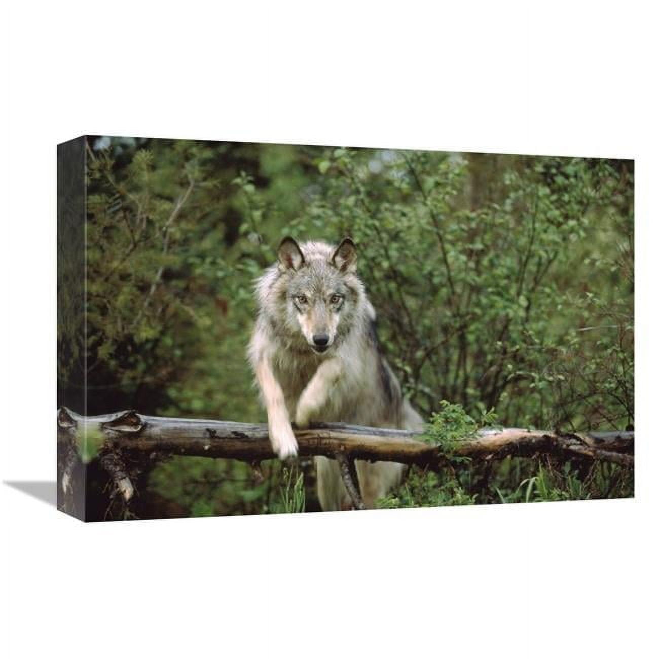 12 x 18 in. Timber Wolf Leaping Over Fallen Log, Montana Art Print ...
