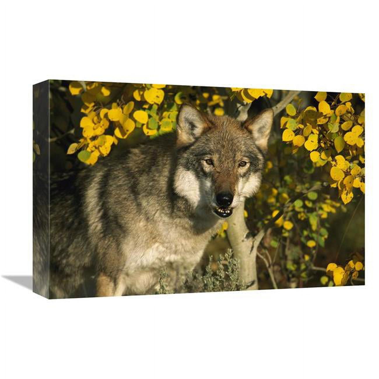 12 x 18 in. Timber Wolf Portrait Among Aspen Leaves, Teton Valley ...