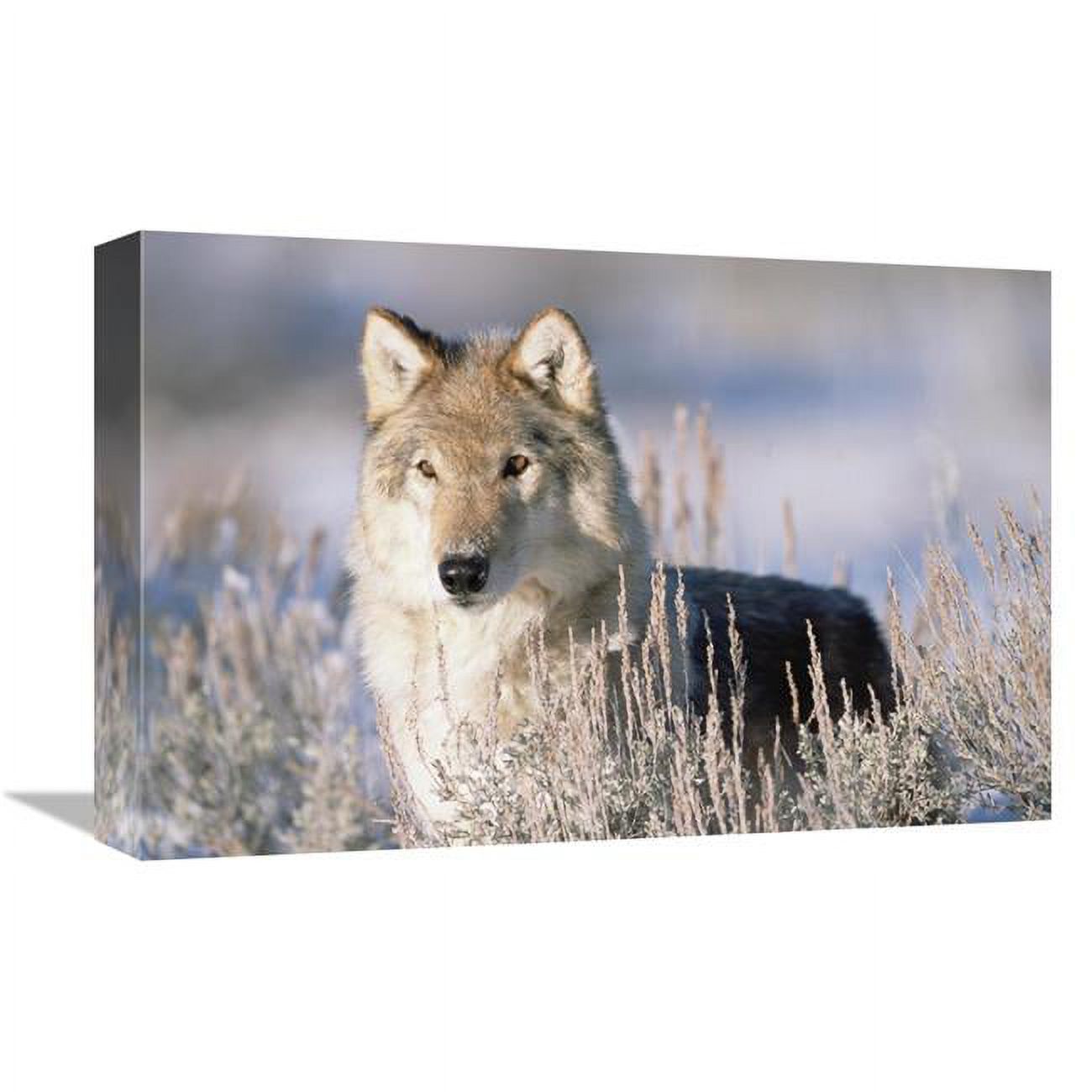 12 x 18 in. Timber Wolf Portrait, North America Art Print - Tim ...