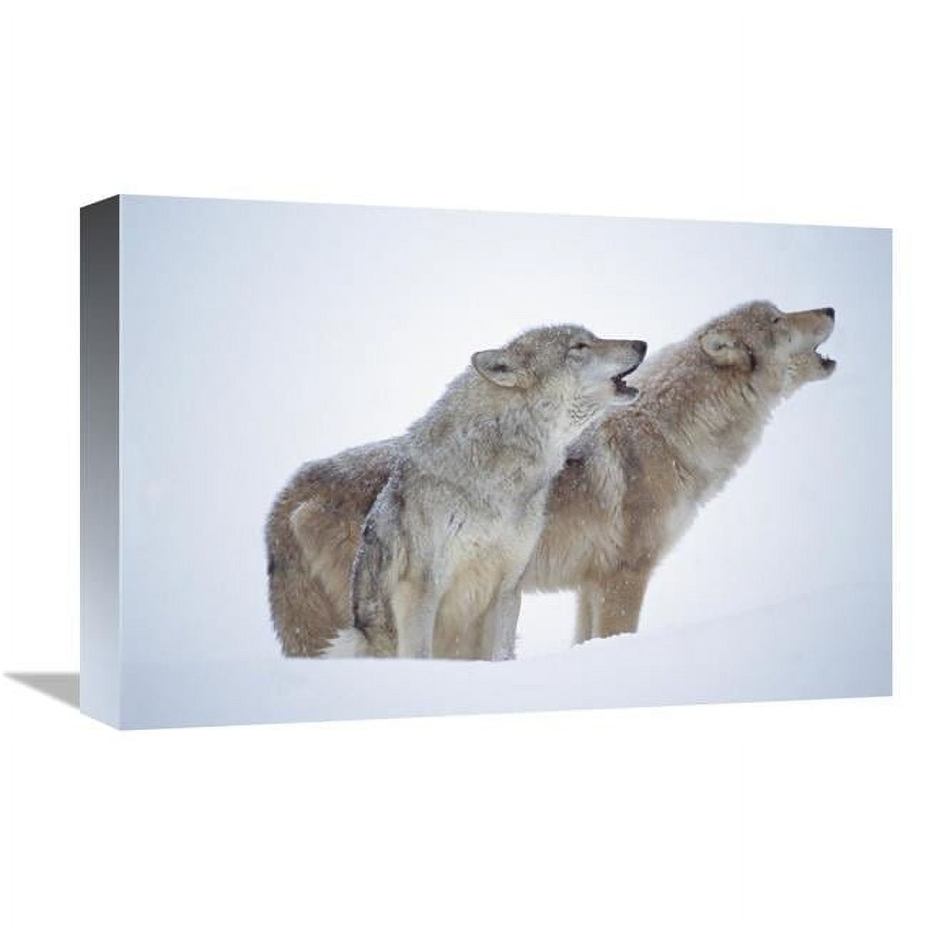 12 x 18 in. Timber Wolves Close-Up Portrait of Pair Howling in Snow ...