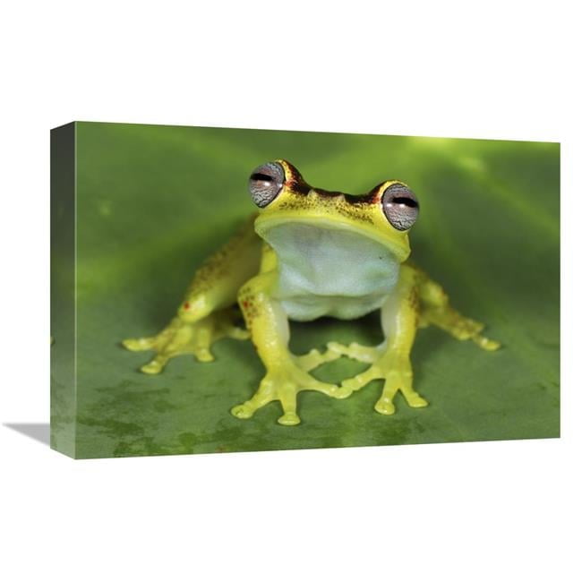 12 x 18 in. Treefrog At Night, Colombia Art Print - Thomas Marent ...