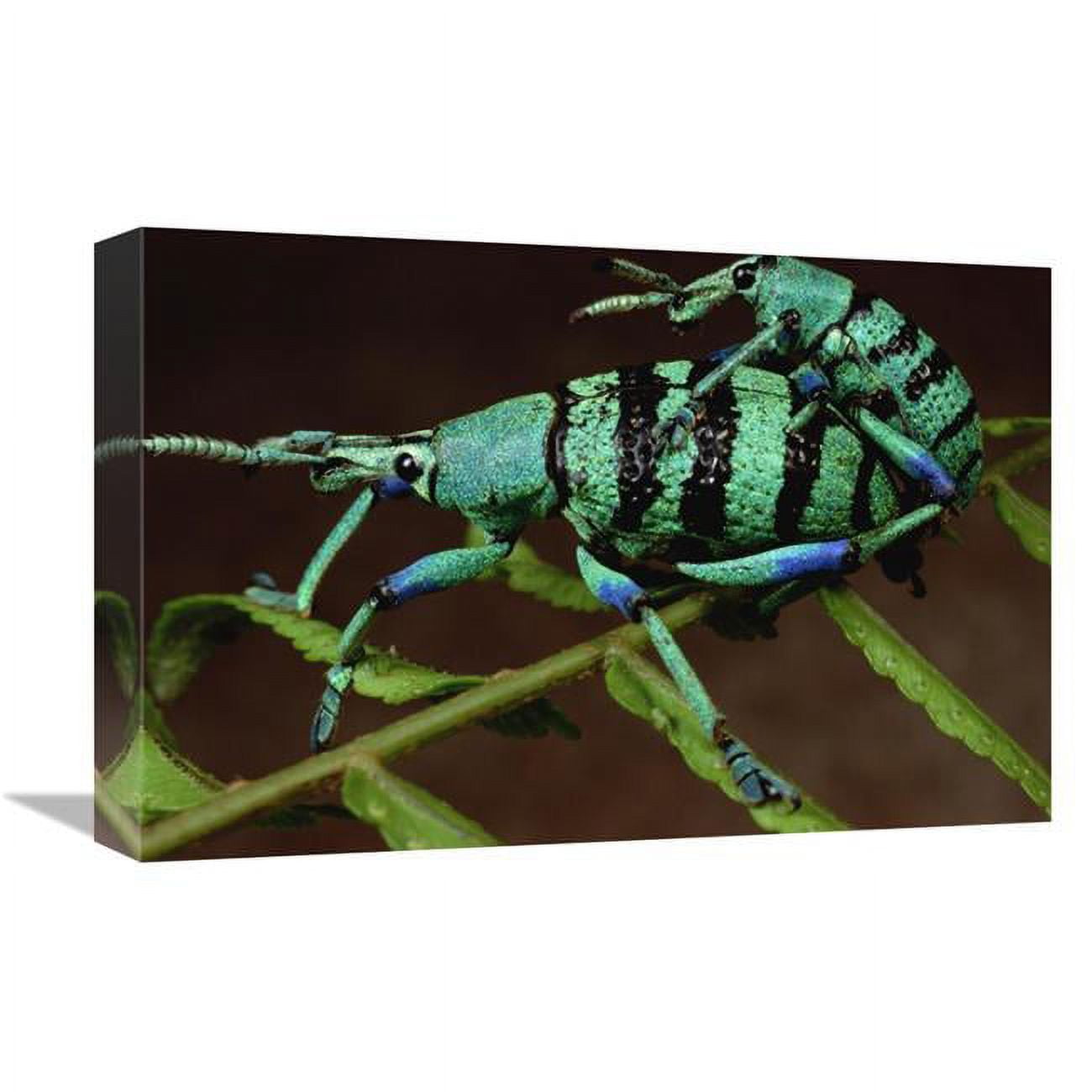 12 x 18 in. True Weevil Couple Mating, Wau, Papua New Guinea Art Print ...