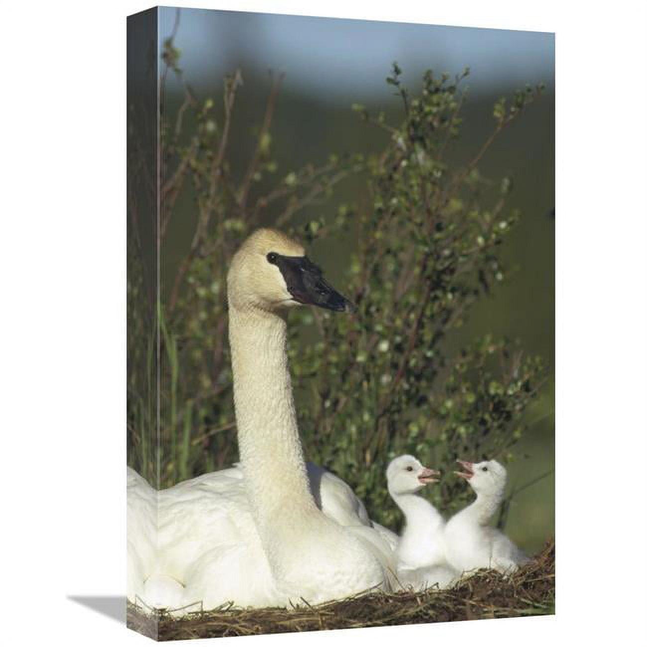 12 x 18 in. Trumpeter Swan Parent & Squabbling Day Old Cygnets, North ...