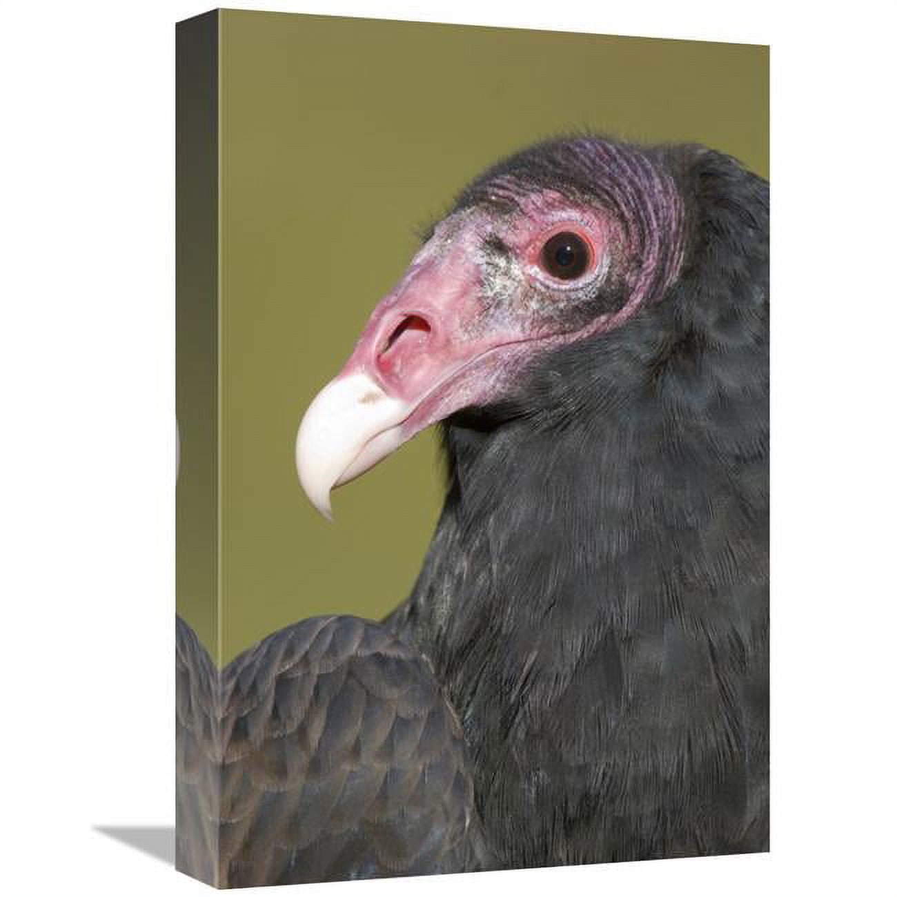 12 x 18 in. Turkey Vulture, Howell Nature Center, Michigan Art Print ...
