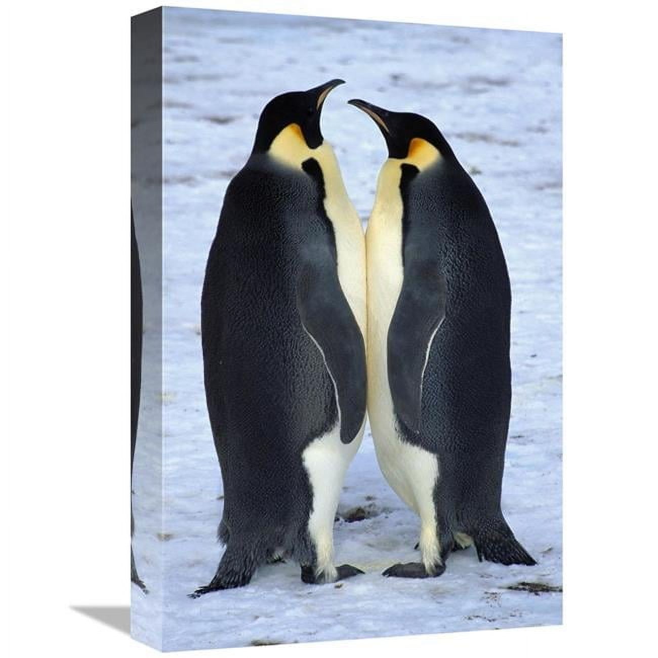 12 x 18 in. Two Emperor Penguina Face to Face, Riiser-Larson Rookery ...