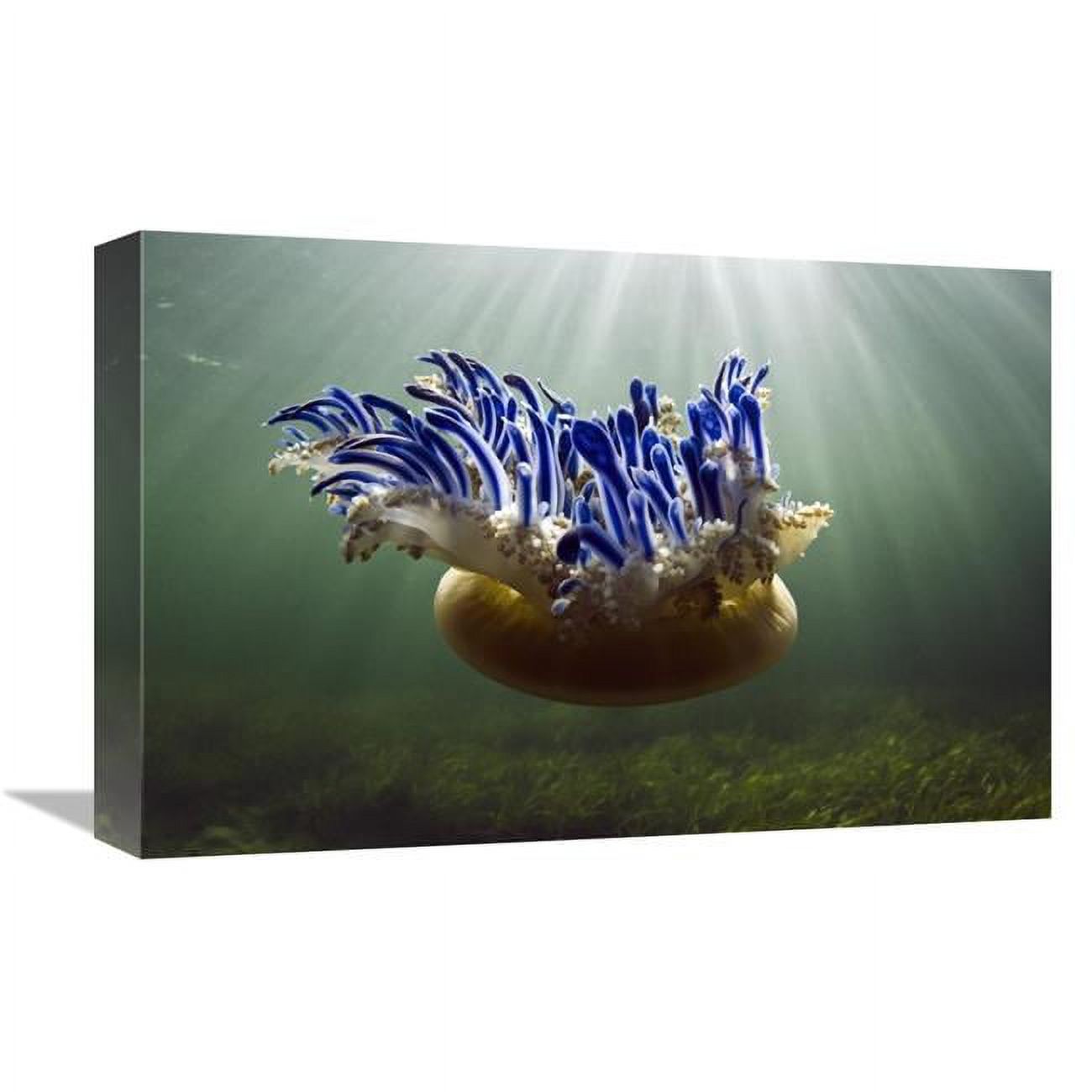 12 x 18 in. Upside-Down Jellyfish, Jardines De La Reina National Park ...