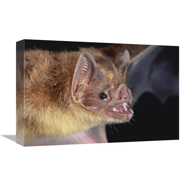 12 x 18 in. Vampire Bat Portrait, Costa Rica Art Print - Michael ...