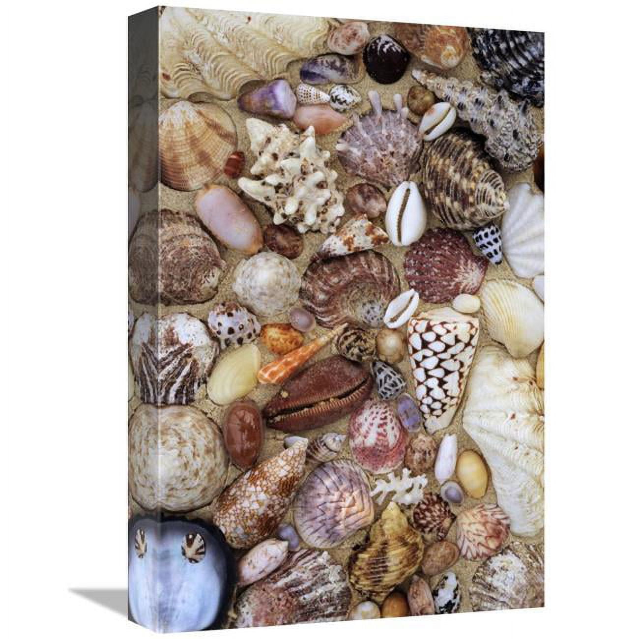 12 x 18 in. Various Conch, Cowry, Clam & Other Marine Shells Art Print ...