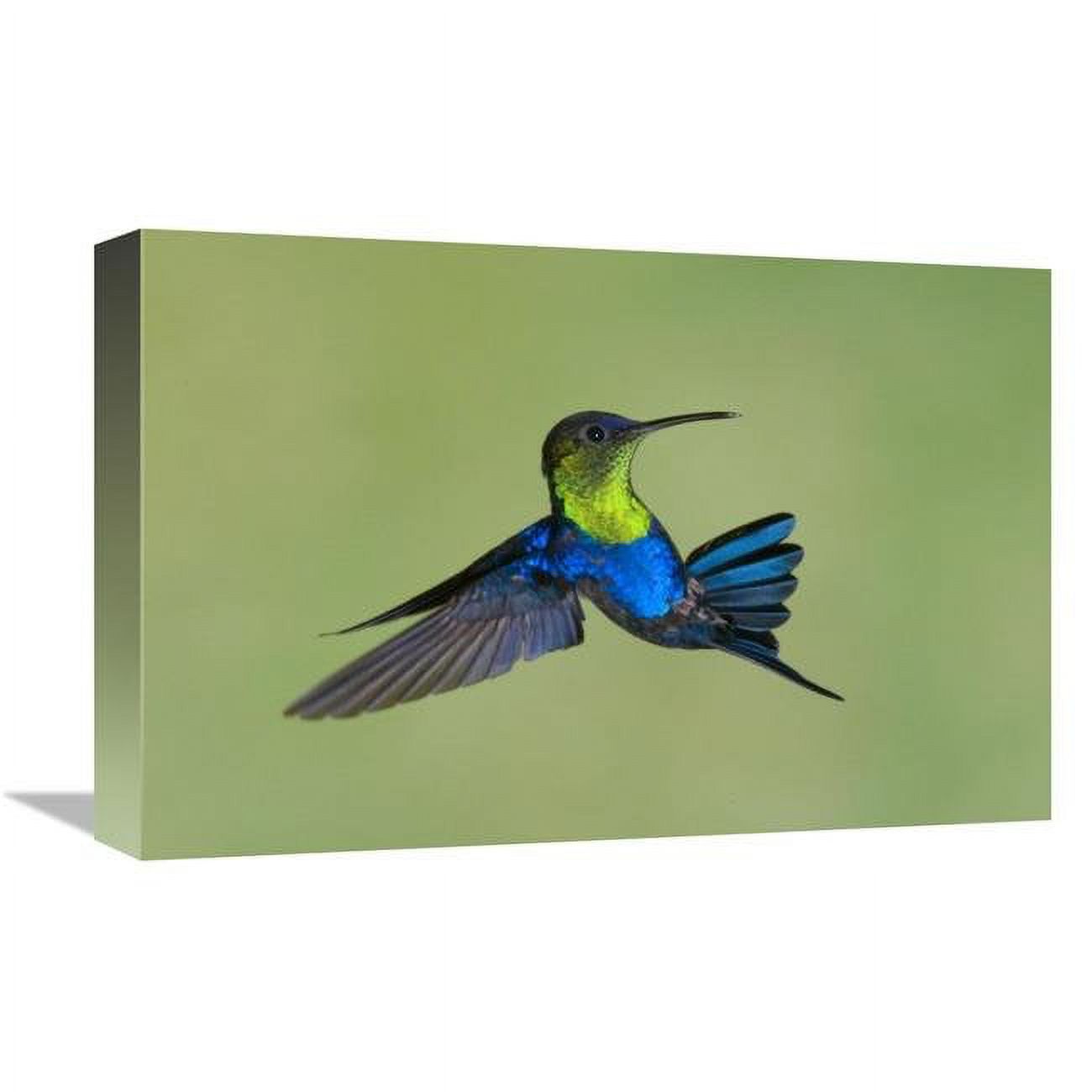12 x 18 in. Violet-Crowned Woodnymph Hummingbird Male Flying, Costa ...